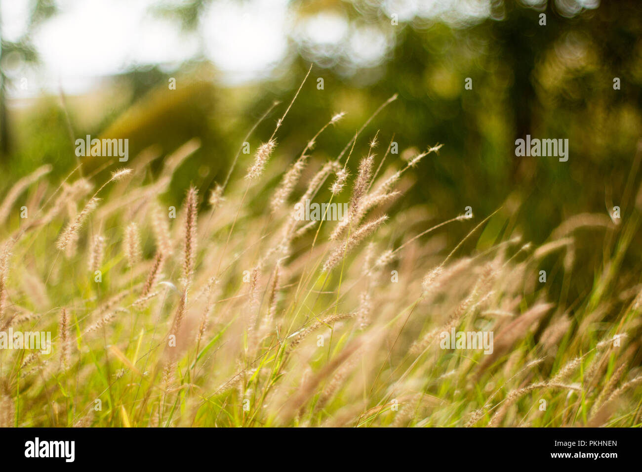 golden field tang background leaves and defocused sun Stock Photo - Alamy