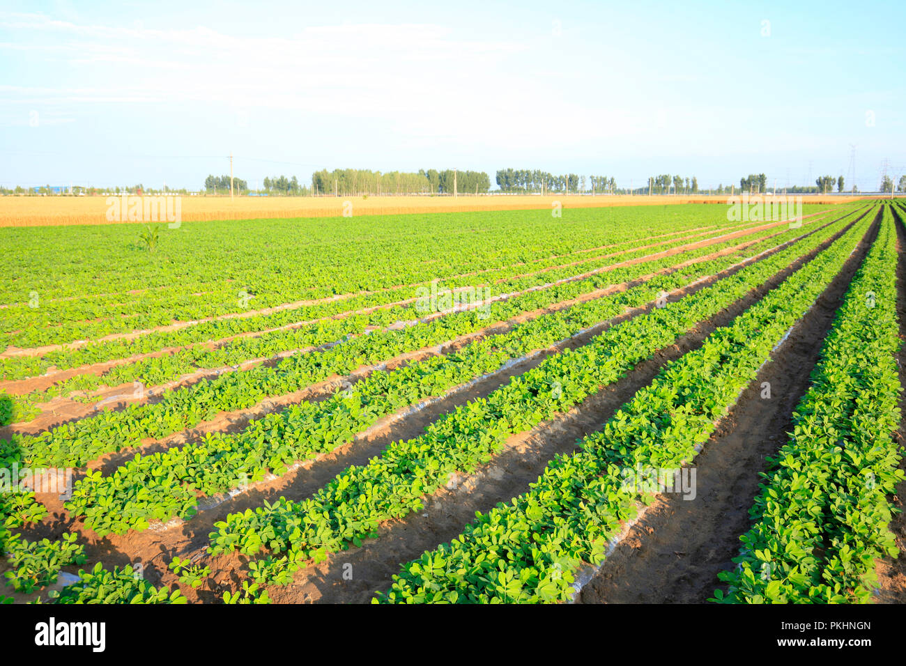 Peanuts in the field, lush growth Stock Photo - Alamy