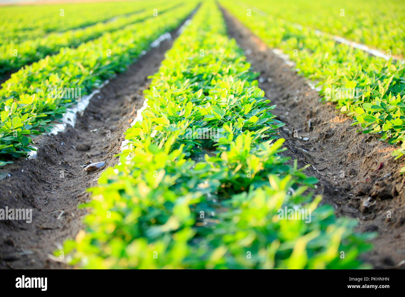 Peanuts in the field, lush growth Stock Photo - Alamy