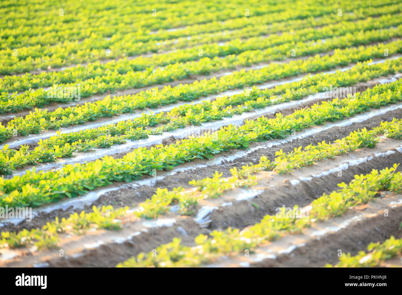Peanuts in the field, lush growth Stock Photo - Alamy
