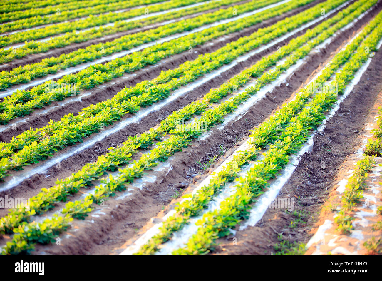 Peanuts in the field, lush growth Stock Photo - Alamy