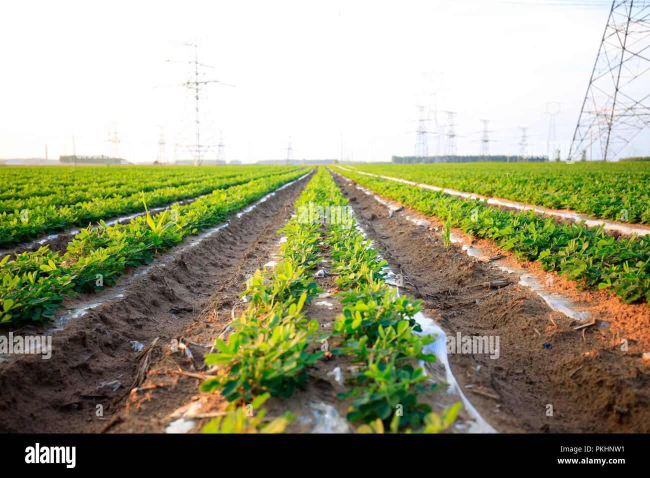 Peanuts in the field, lush growth Stock Photo - Alamy