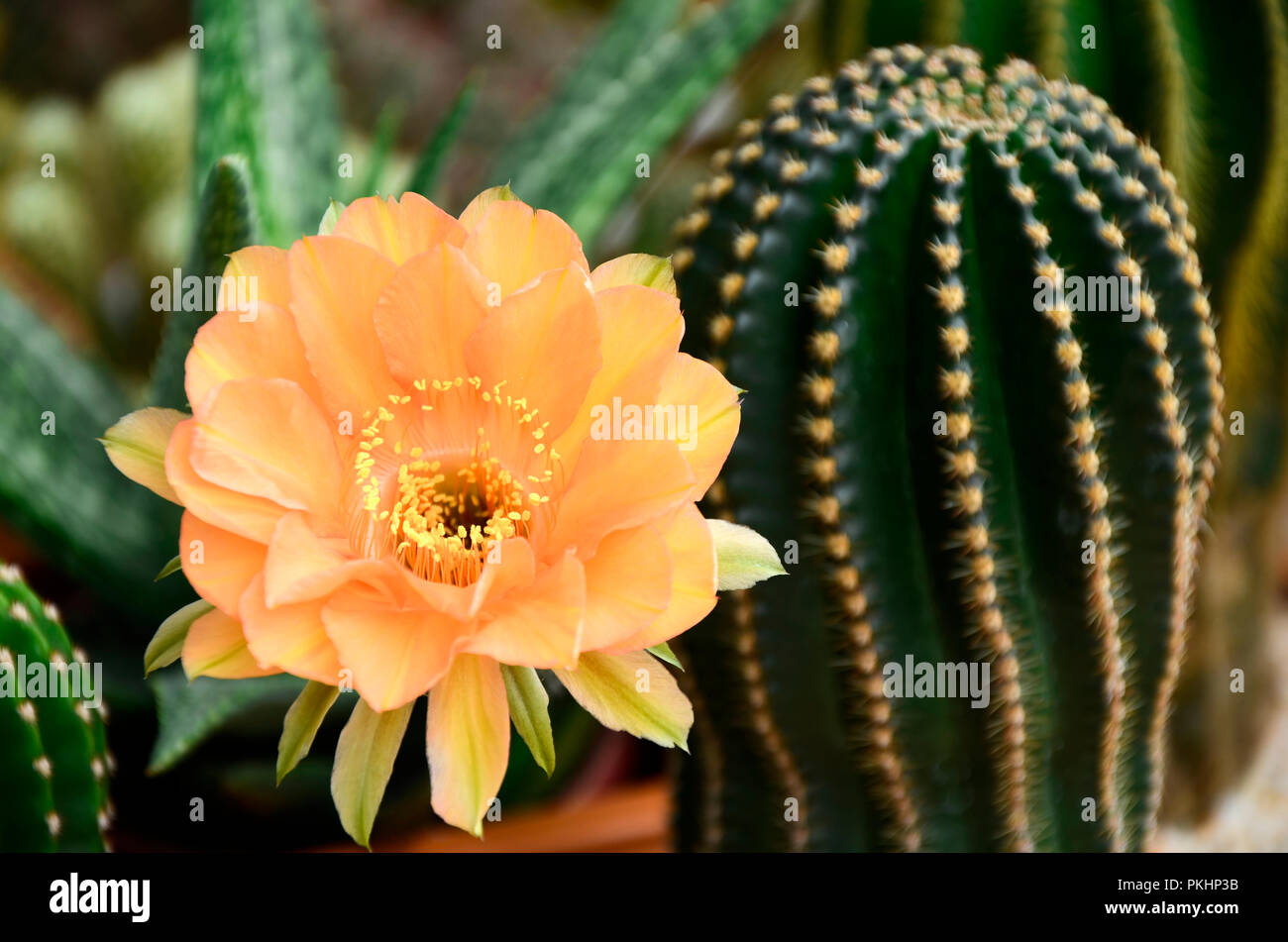 Echinopsis hybrid Orange Paramount Stock Photo - Alamy