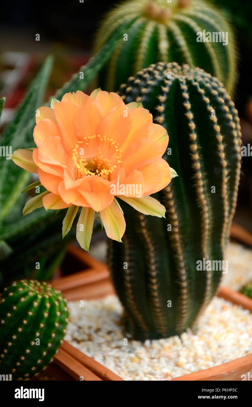Echinopsis hybrid Orange Paramount Stock Photo - Alamy