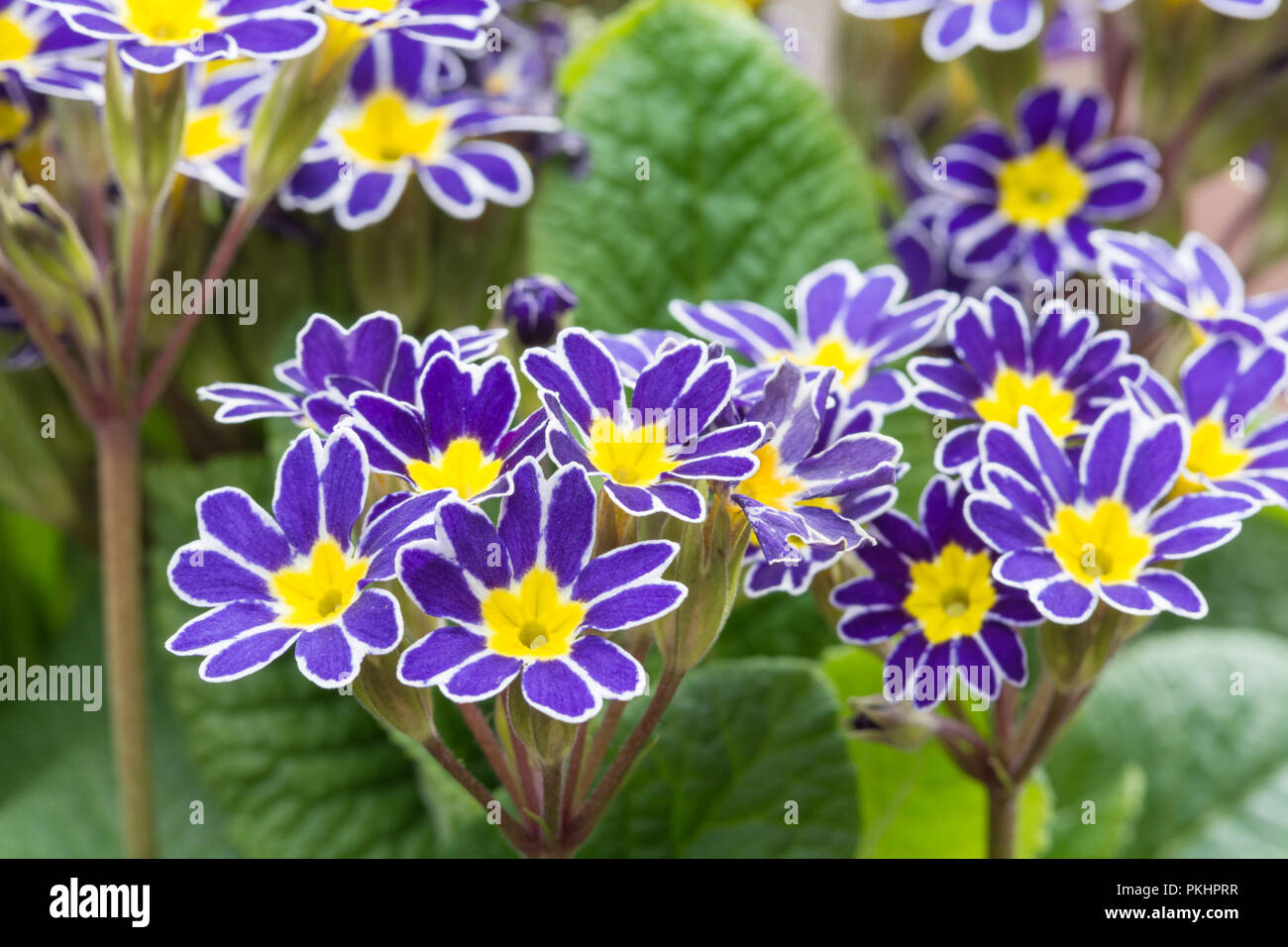 Blue and white primula Stock Photo - Alamy