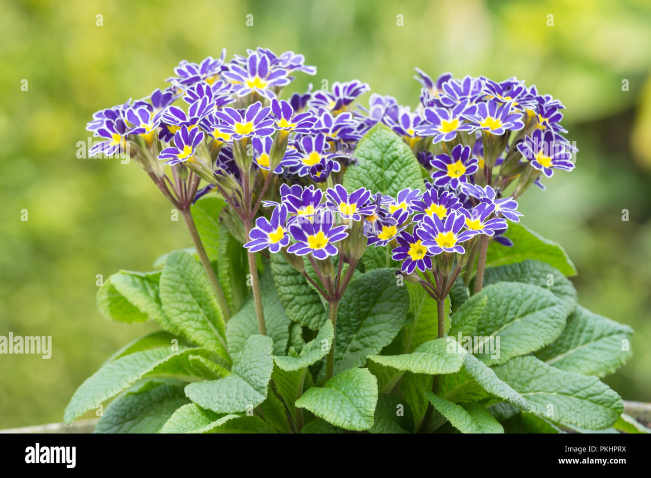 Blue and white primula Stock Photo - Alamy