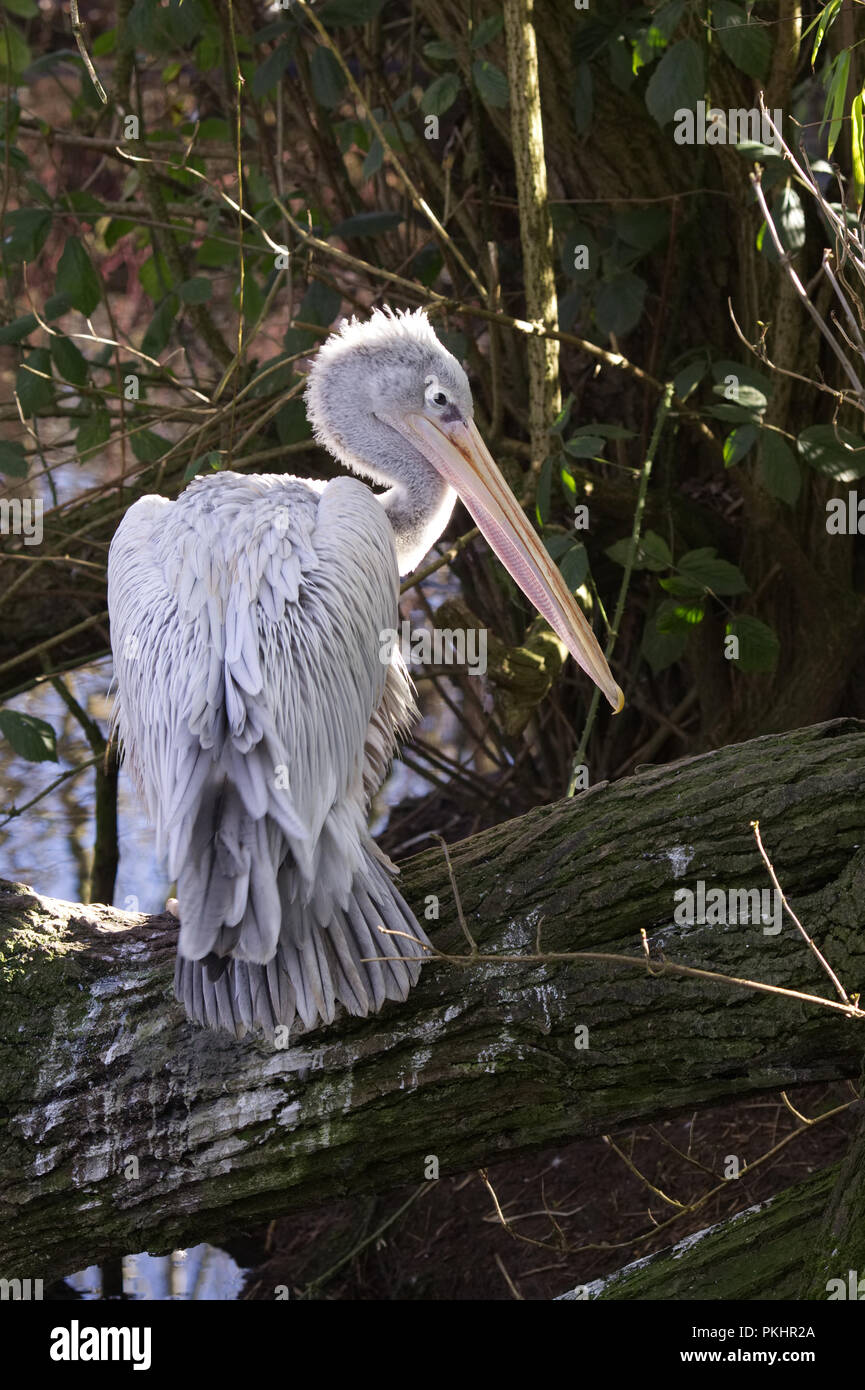 Species of pelicans hi-res stock photography and images - Alamy