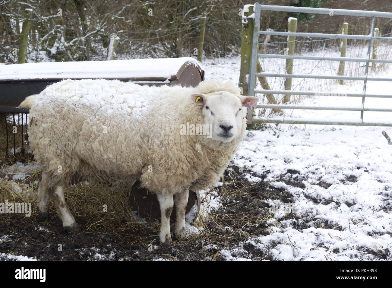 Sheep muddy field hi-res stock photography and images - Alamy