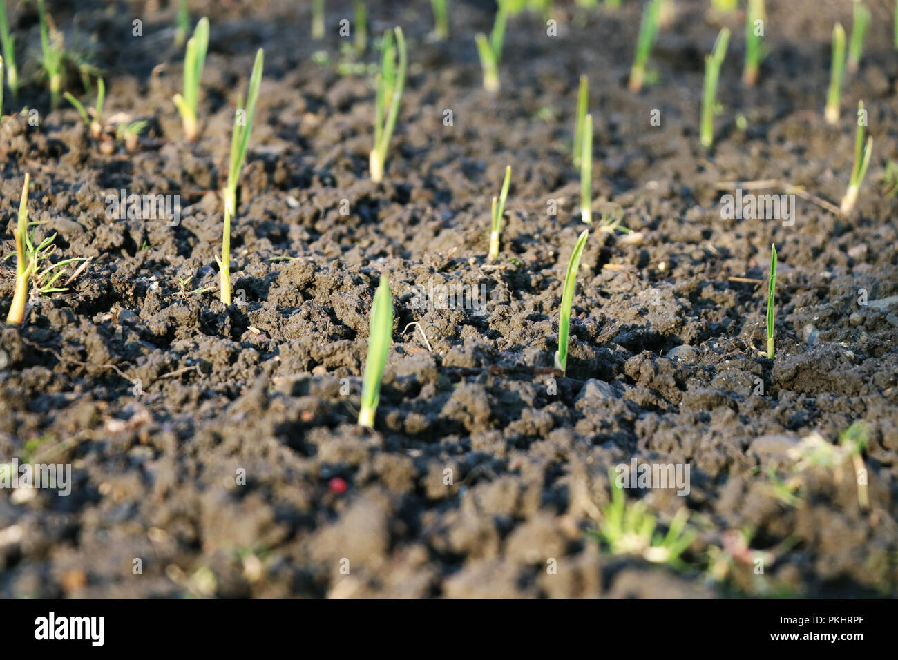 Cross section of seedlings hi-res stock photography and images - Alamy