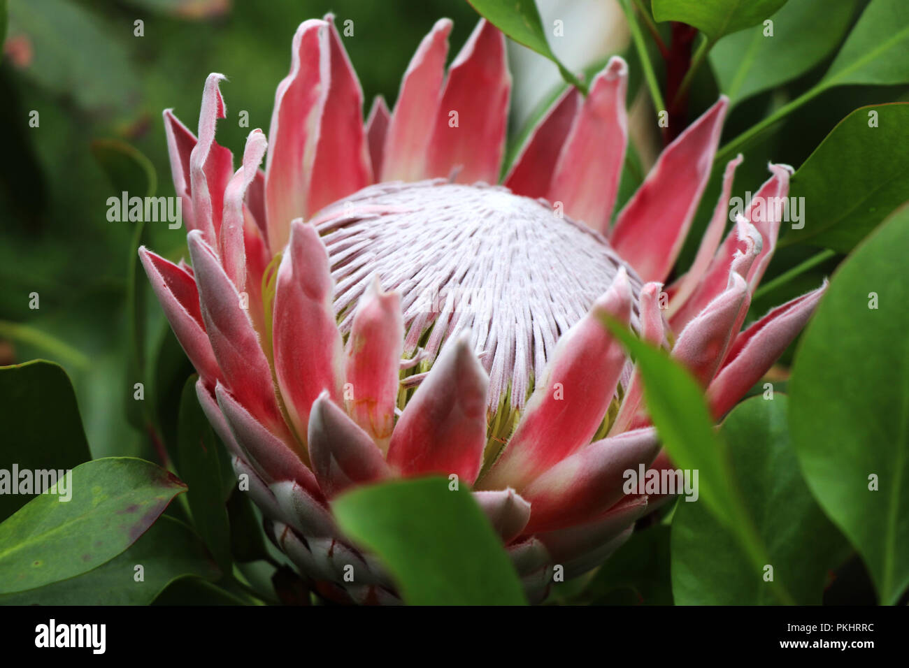 Protea cynaroides white king hi-res stock photography and images - Alamy