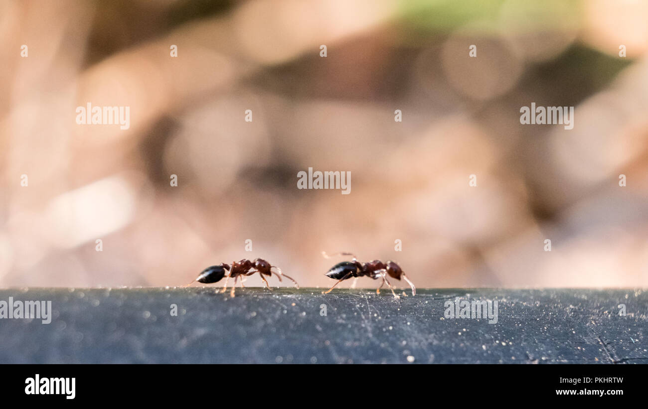 Row Of Ants High Resolution Stock Photography and Images - Alamy