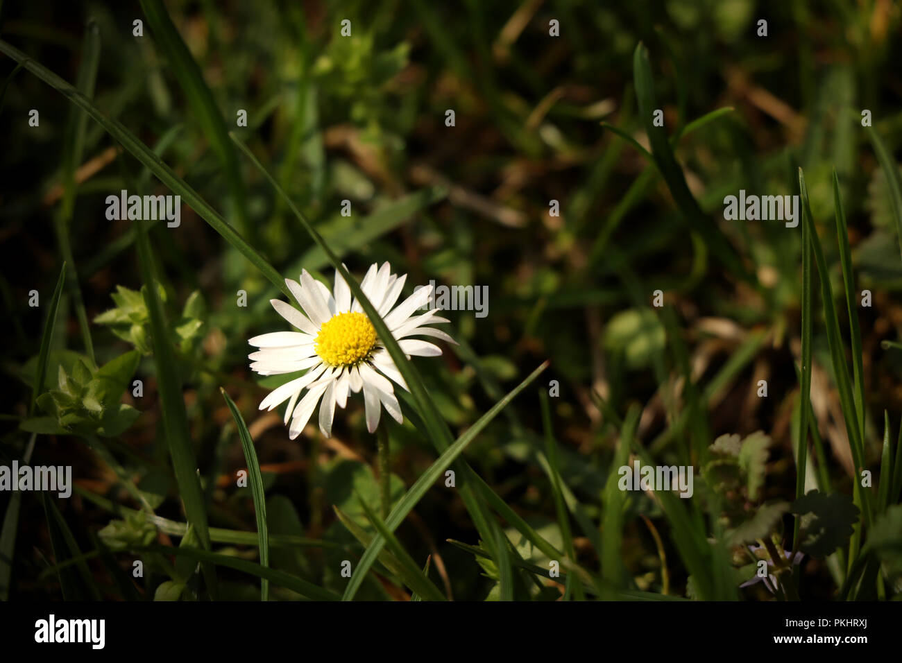 A beautiful lawn daisy in the middle of grassland. Very nice present ...