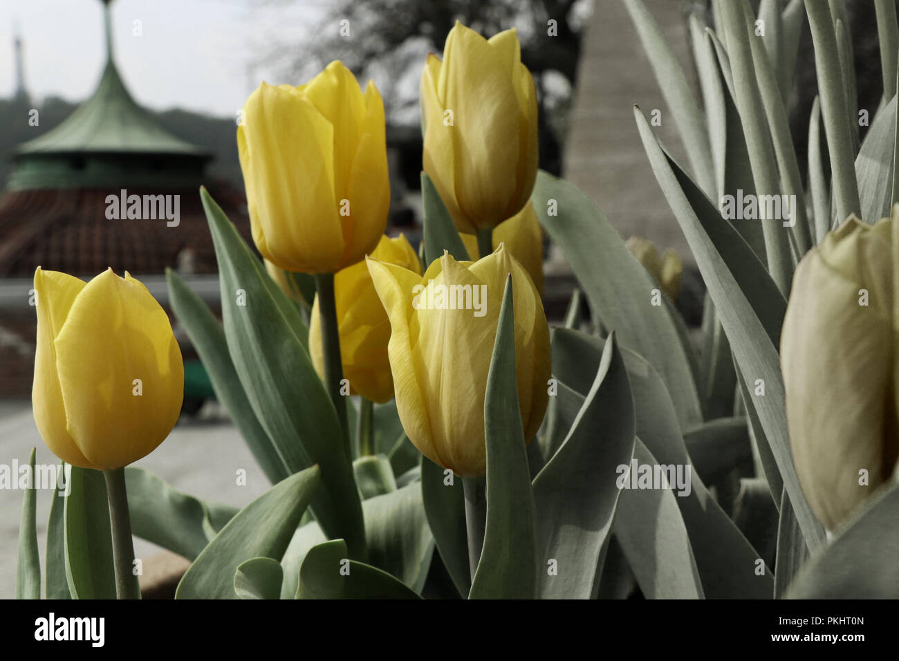 A yellow and black and white tulips in flowerbed in Prague city as ...
