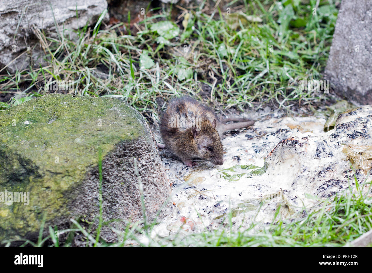 Gray rat near garbage on street. Mouse eats, scene of wild city life ...