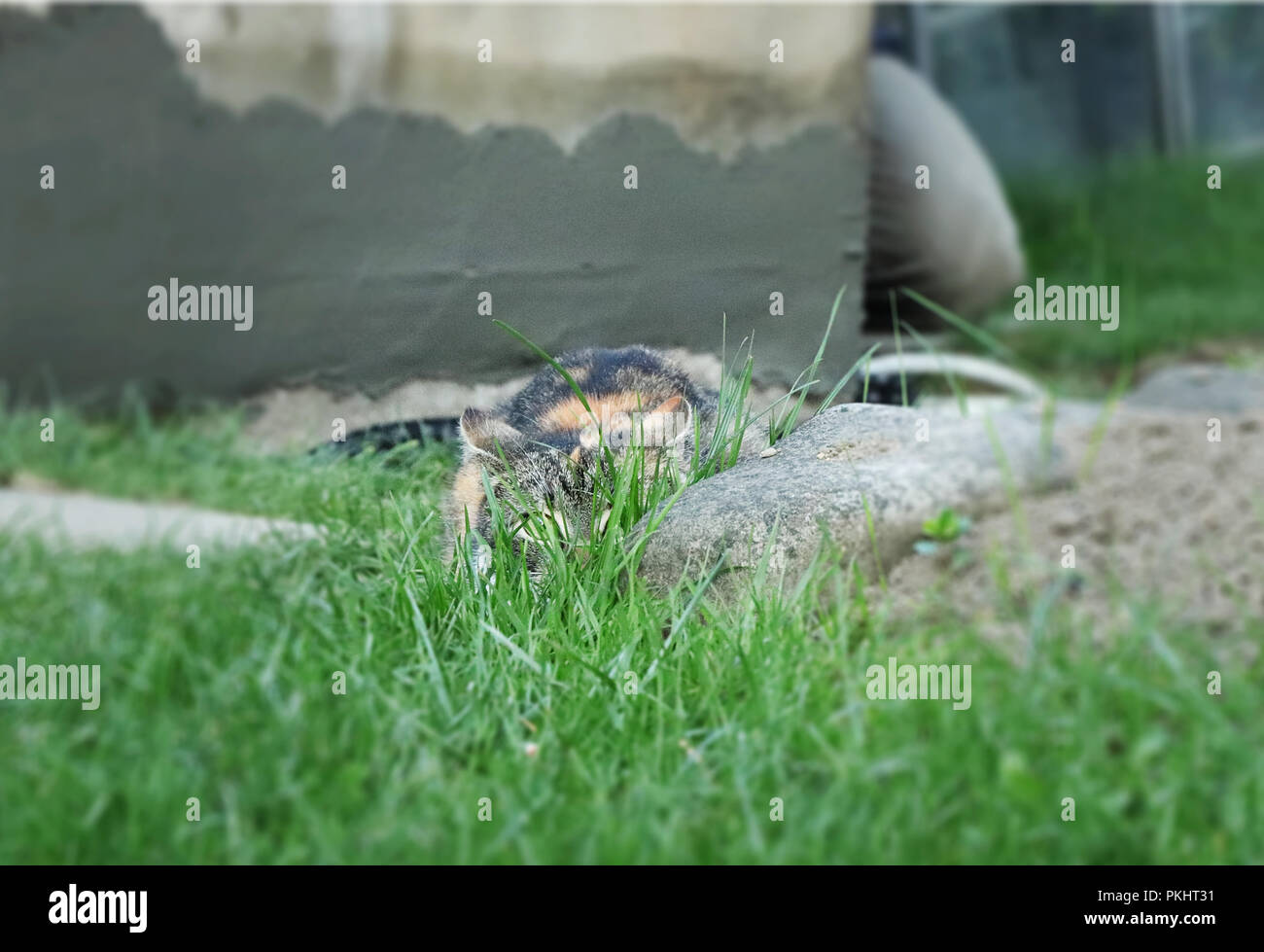 Creeping down cat hi-res stock photography and images - Alamy