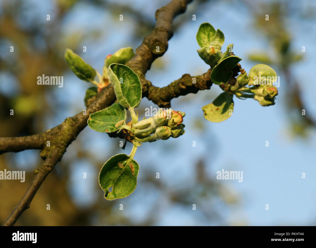 New buds on trees hi-res stock photography and images - Alamy