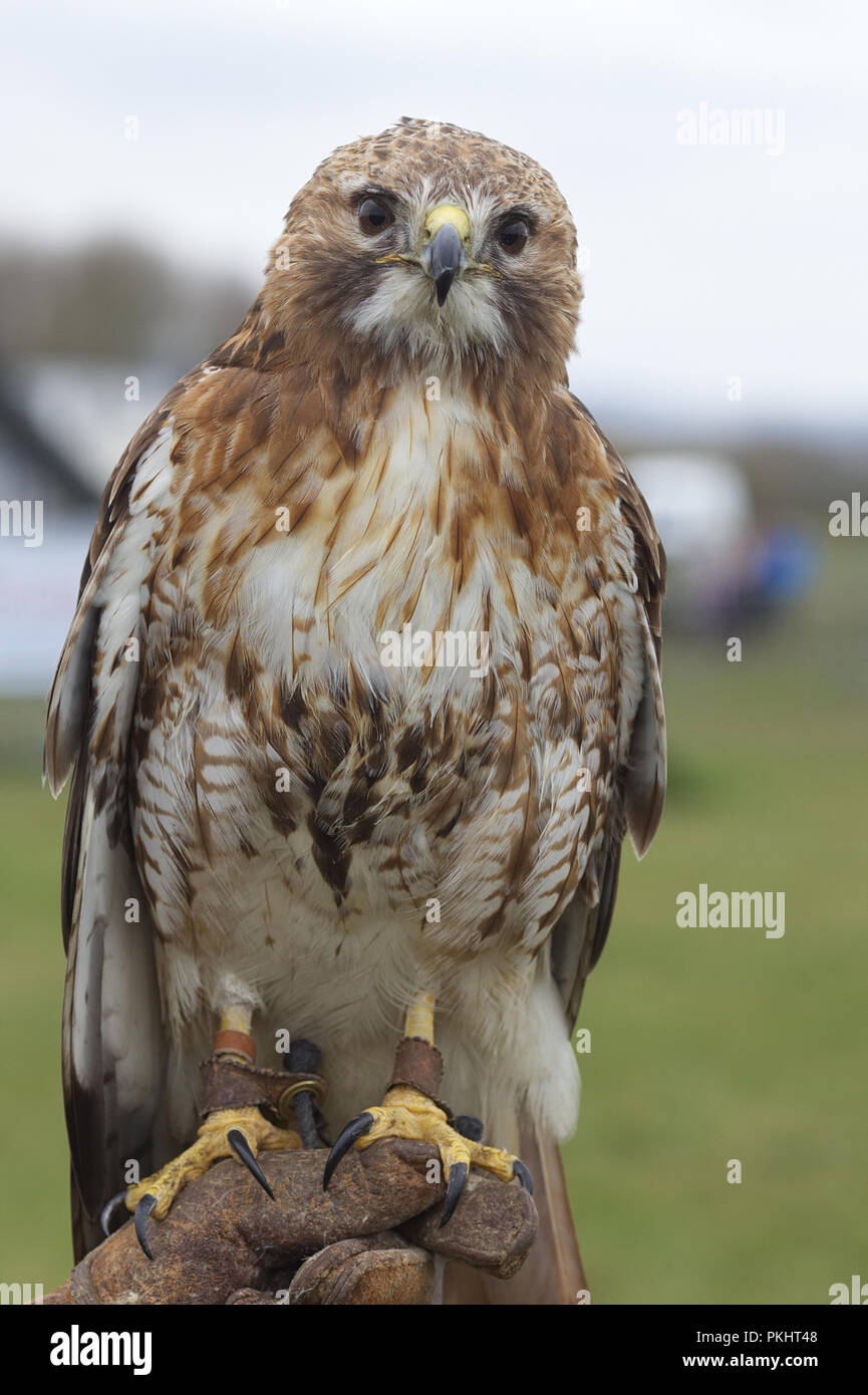 Peregrine falcon hood hi-res stock photography and images - Alamy