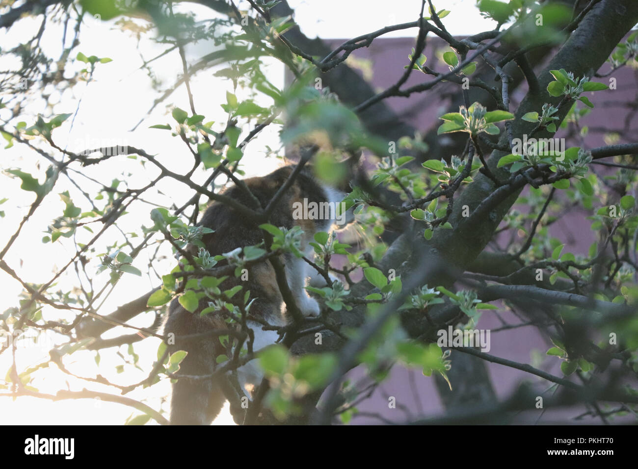 Domestic cat jumping from tree hi-res stock photography and images - Alamy