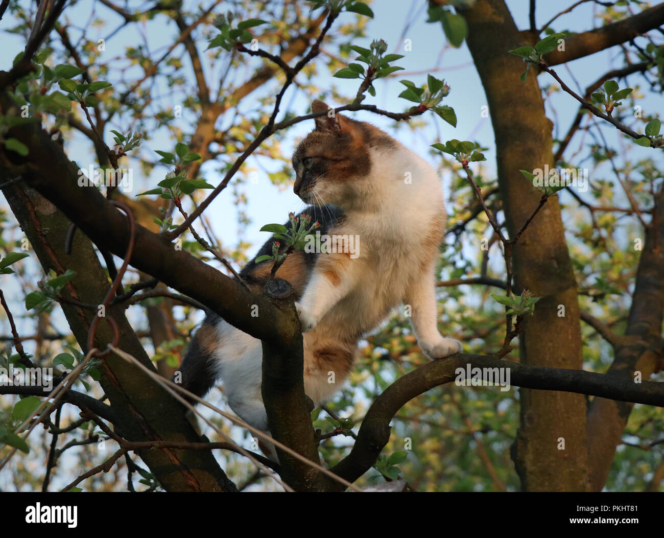 Domestic cat jumping from tree hi-res stock photography and images - Alamy