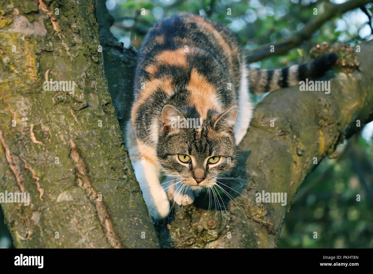 Domestic cat jumping from tree hi-res stock photography and images - Alamy