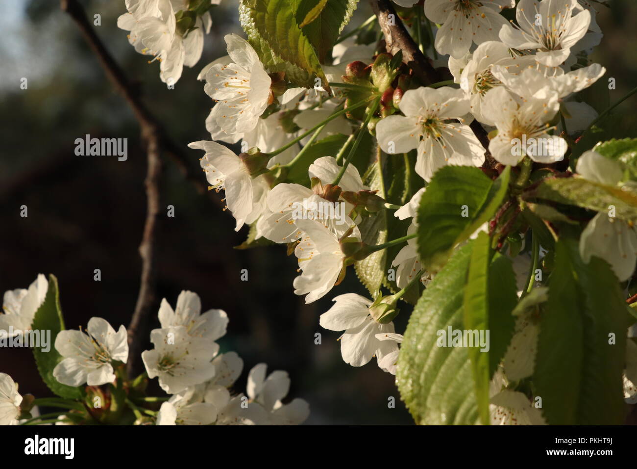 Plum tree prunus domestica detail hi-res stock photography and images ...