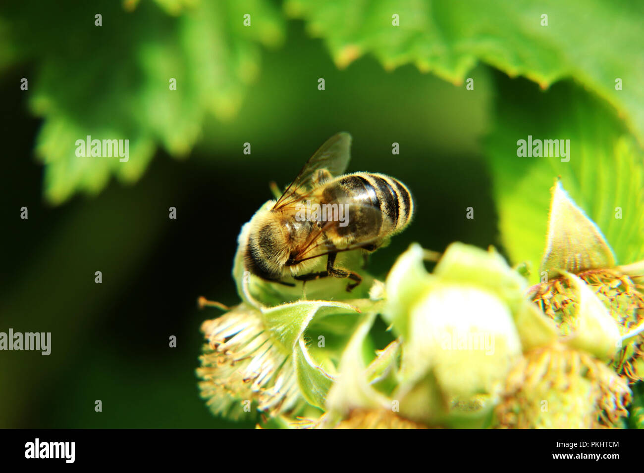 One of small european honey bee sitting on raspberry bloom on garden ...