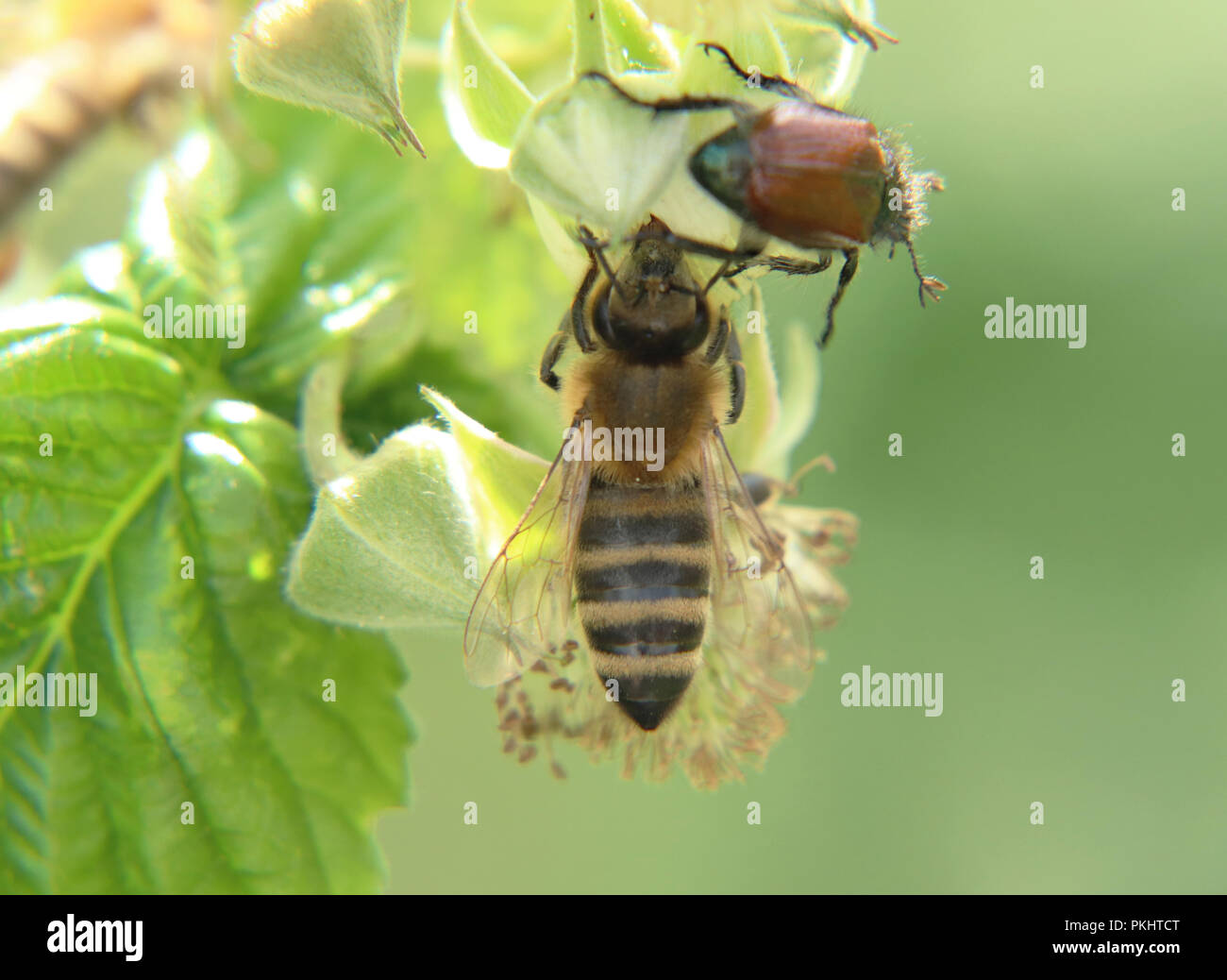 One whole european honey bee, apis mellifera, pollinated bloom of ...