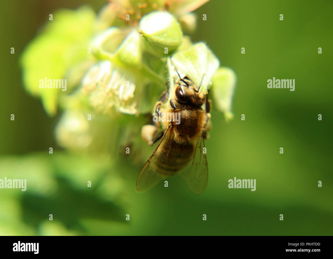 Full body of bee hi-res stock photography and images - Alamy
