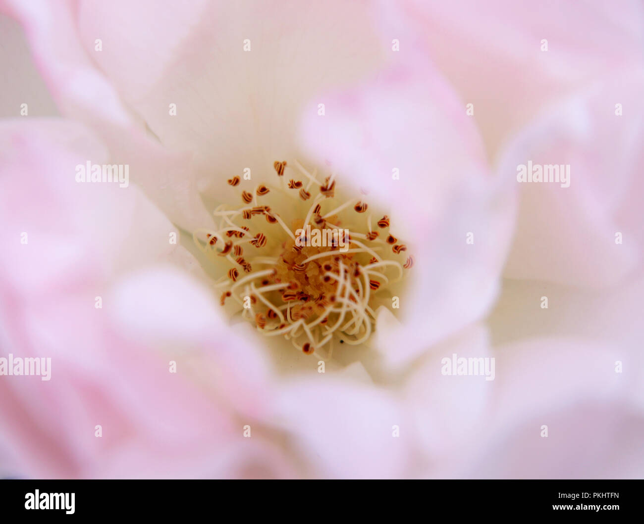 View to the inside of the rose. Pink petals with white colour. Stigma ...