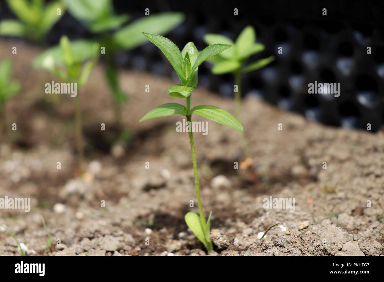 A one small plant also known as seedling. New era plants is here this ...