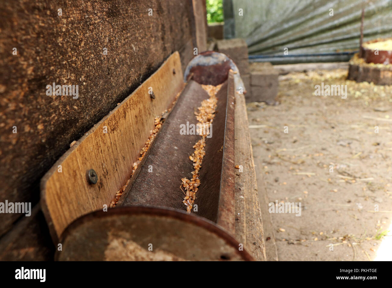 A gutter for grain for hens. Feeder for feed. Suffused earth. Hut for ...