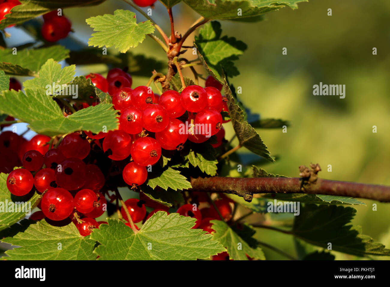 Red currants ribes rubrum hi-res stock photography and images - Alamy