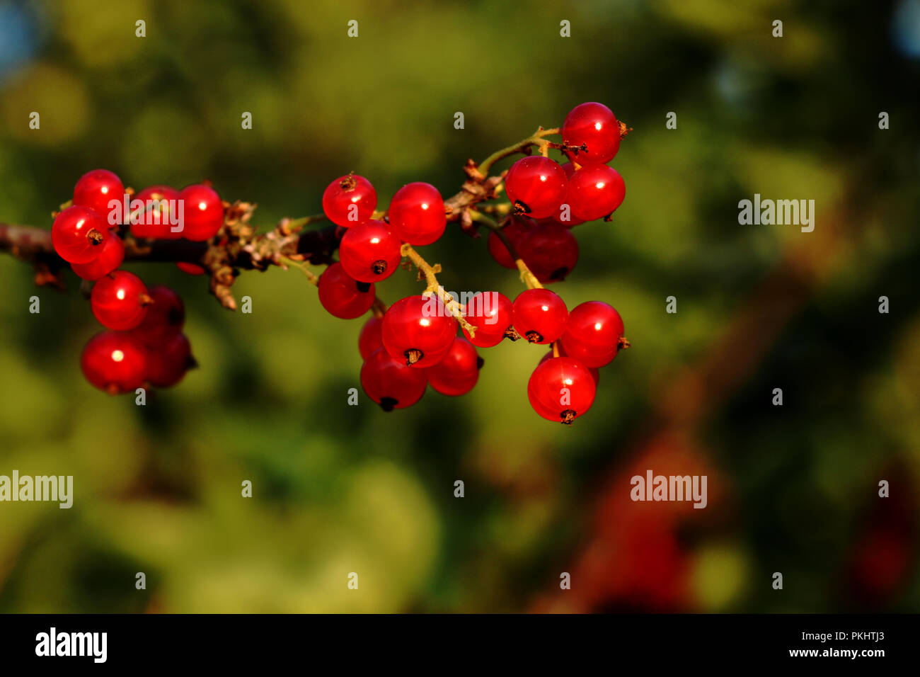 A red berries known as Ribes rubrum in our garden with golden light ...