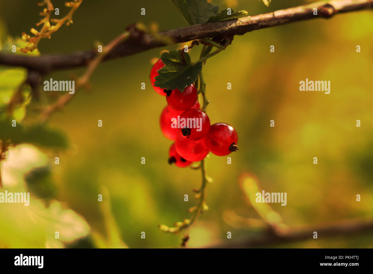 Beautiful red berries hi-res stock photography and images - Alamy