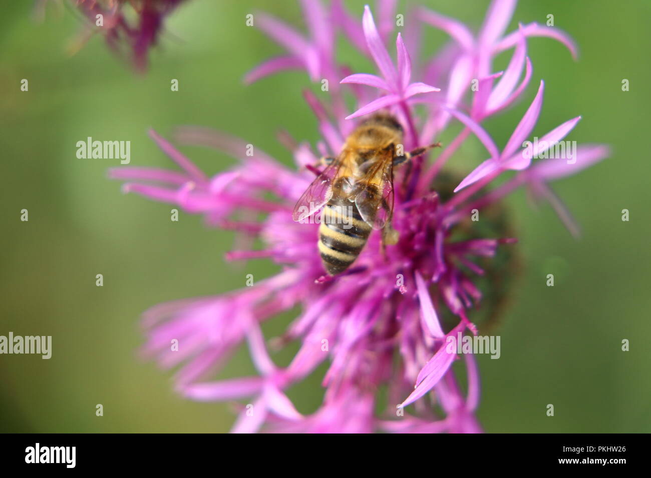 A Western honey bee pollinating red clover in Slovakia grassland. Wings ...