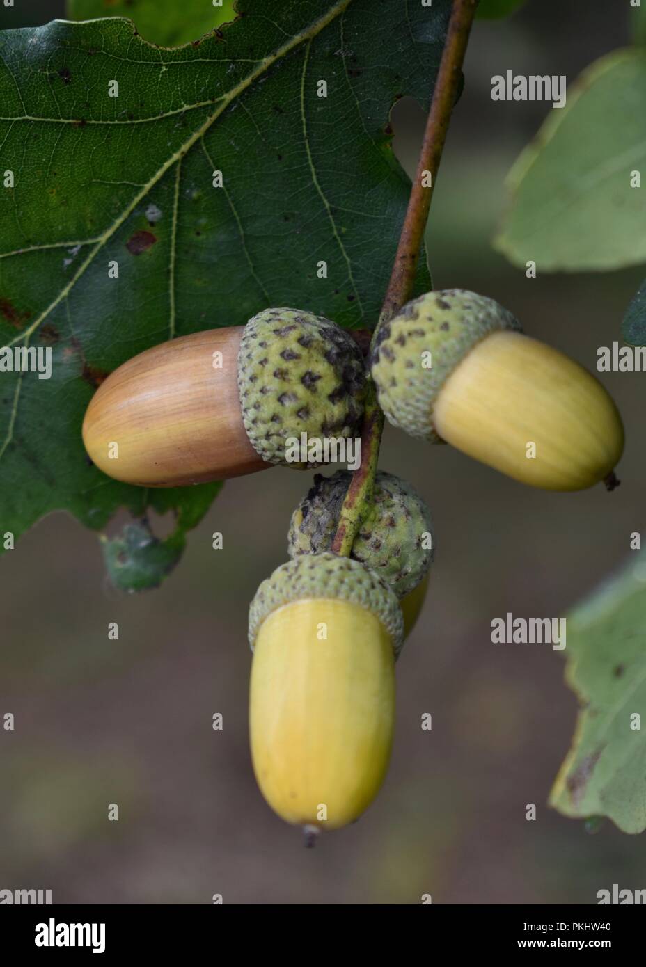 Tree with acorns hi-res stock photography and images - Alamy