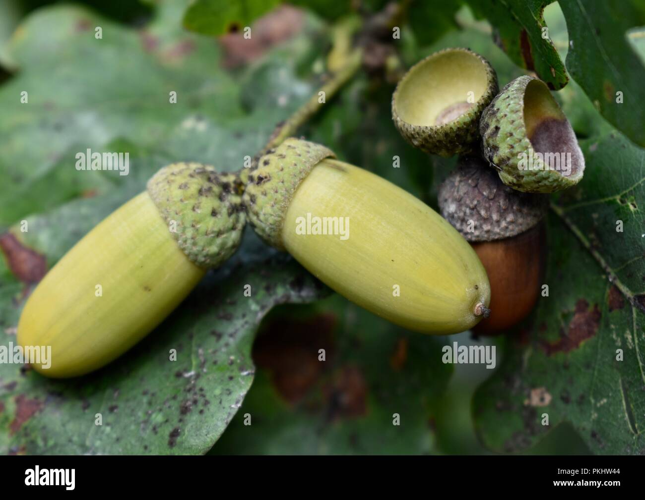 oak tree with acorns and green leaves Stock Photo - Alamy