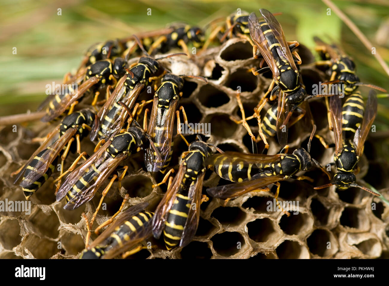 Polistes dominulus hi-res stock photography and images - Alamy
