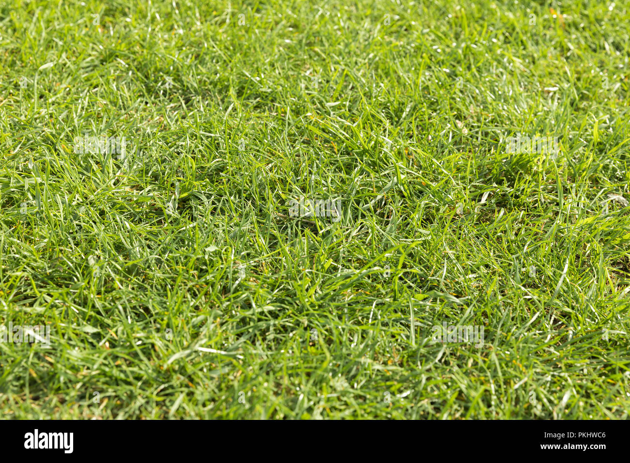 Background with green grass close up Stock Photo - Alamy