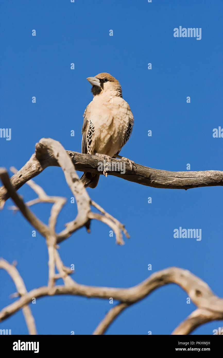 Sossusvlei namibia social weaver bird hi-res stock photography and ...