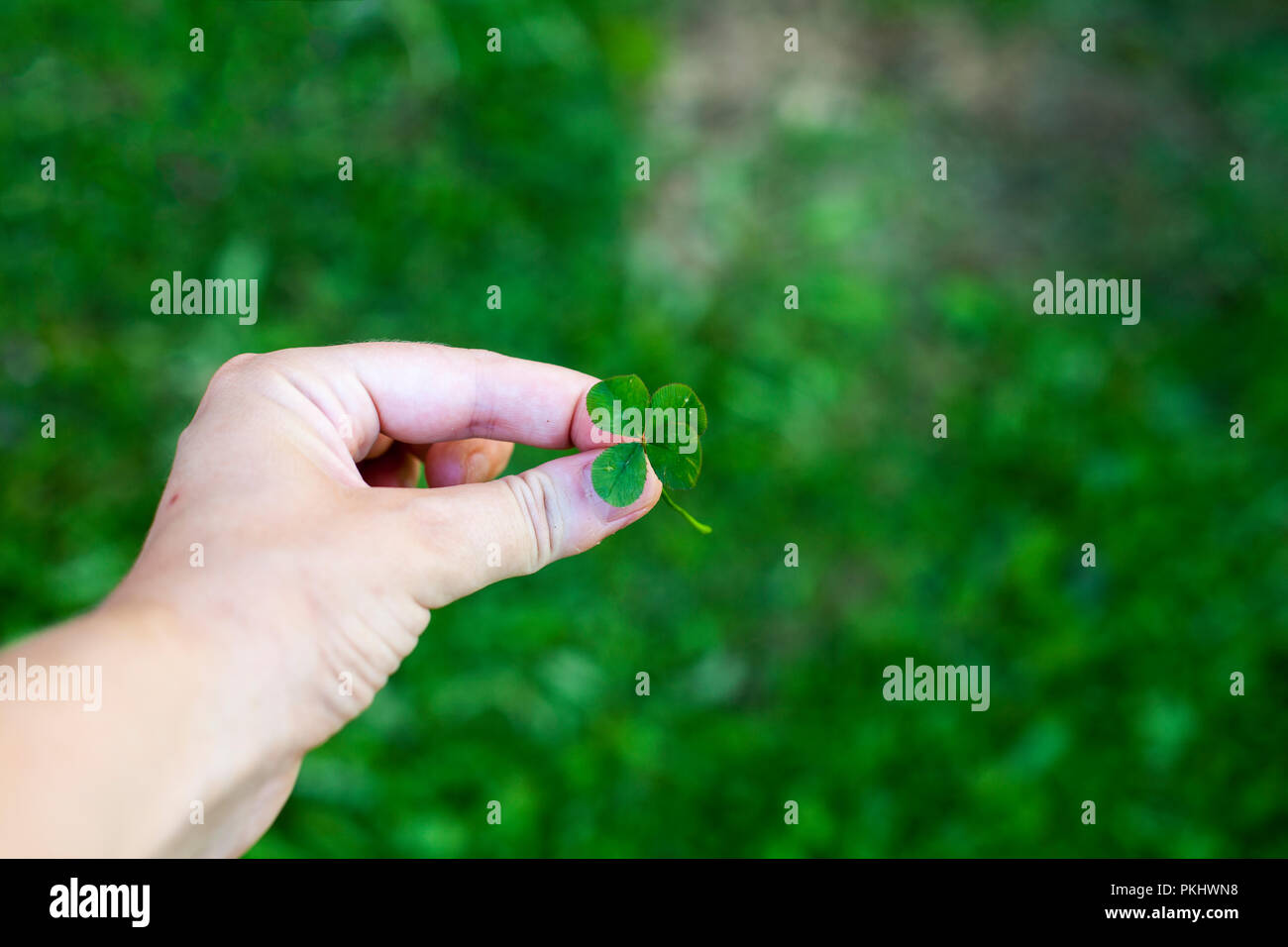 Four leaf grass hi-res stock photography and images - Alamy