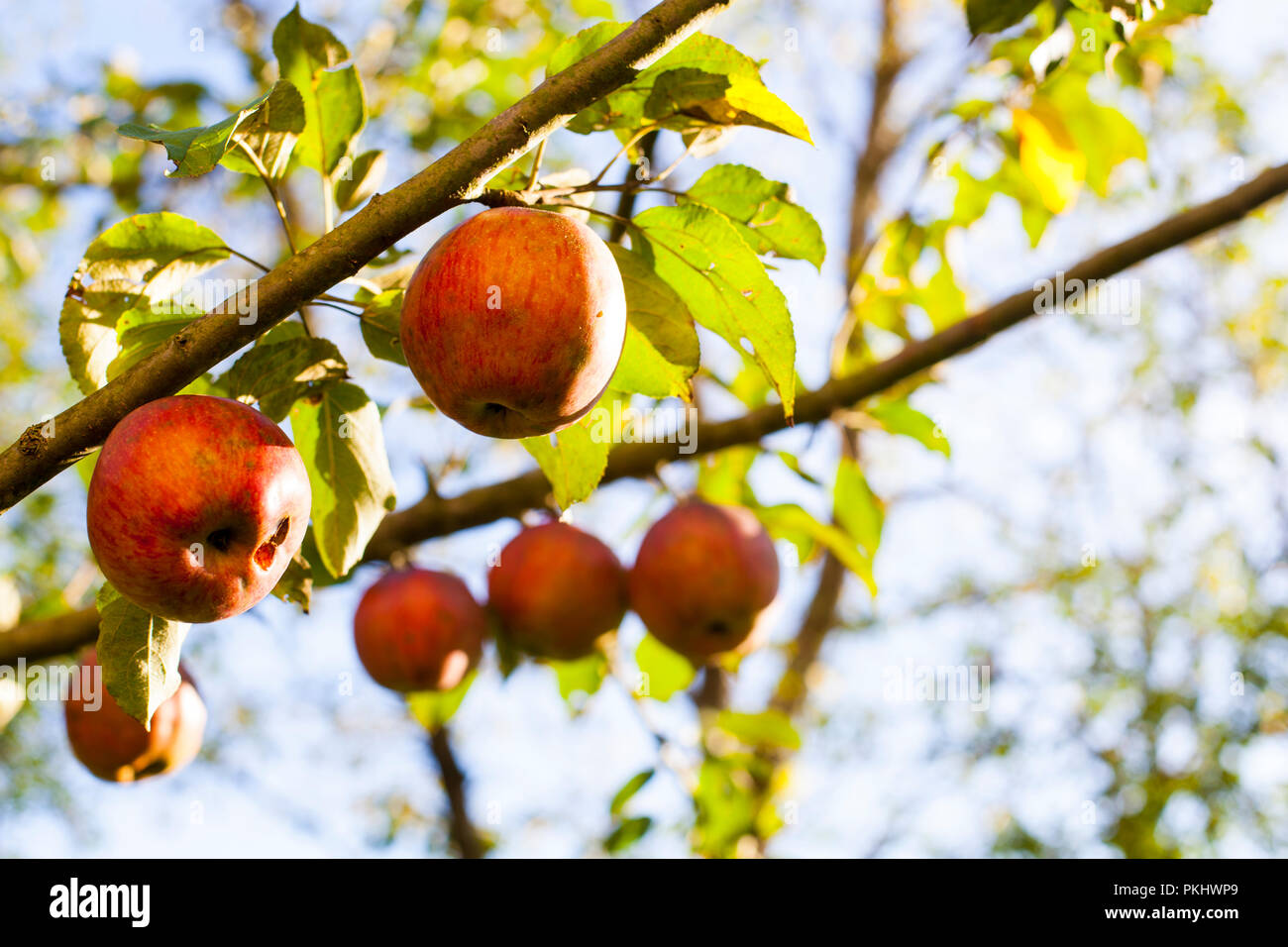 Five apples on a tree Stock Photo - Alamy
