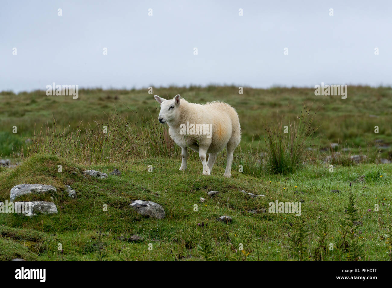 A single sheep on the Isle of Muck, a remote island in the Inner ...