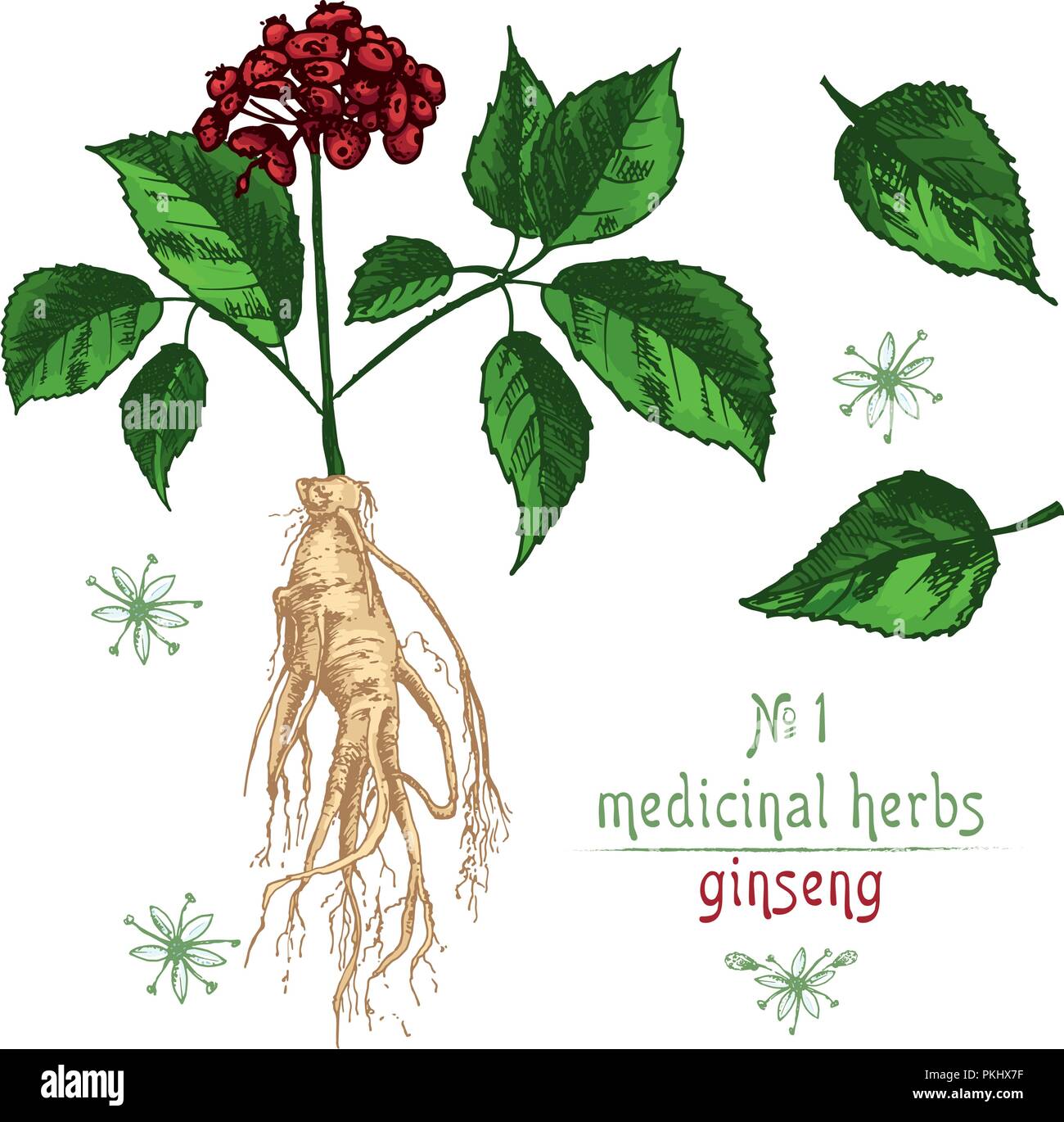 Realistic Botanical color sketch of ginseng root, flowers and berries ...