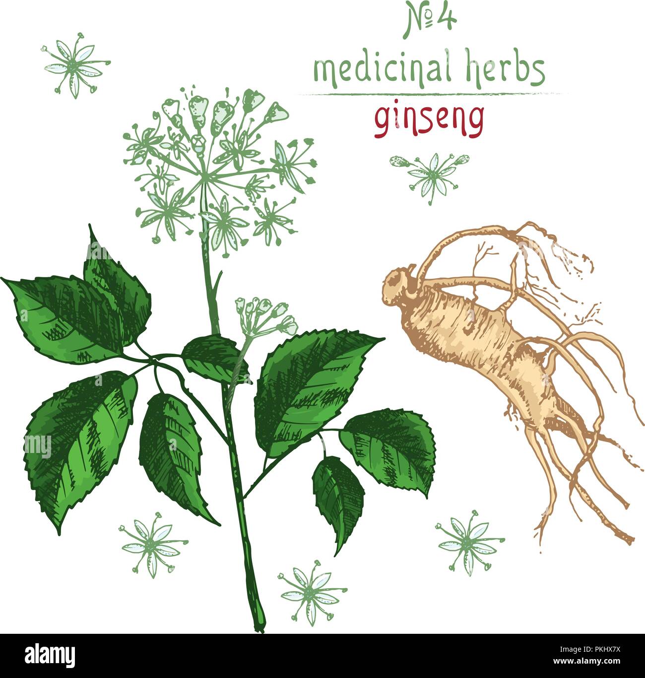 Realistic Botanical color sketch of ginseng root, flowers and berries ...