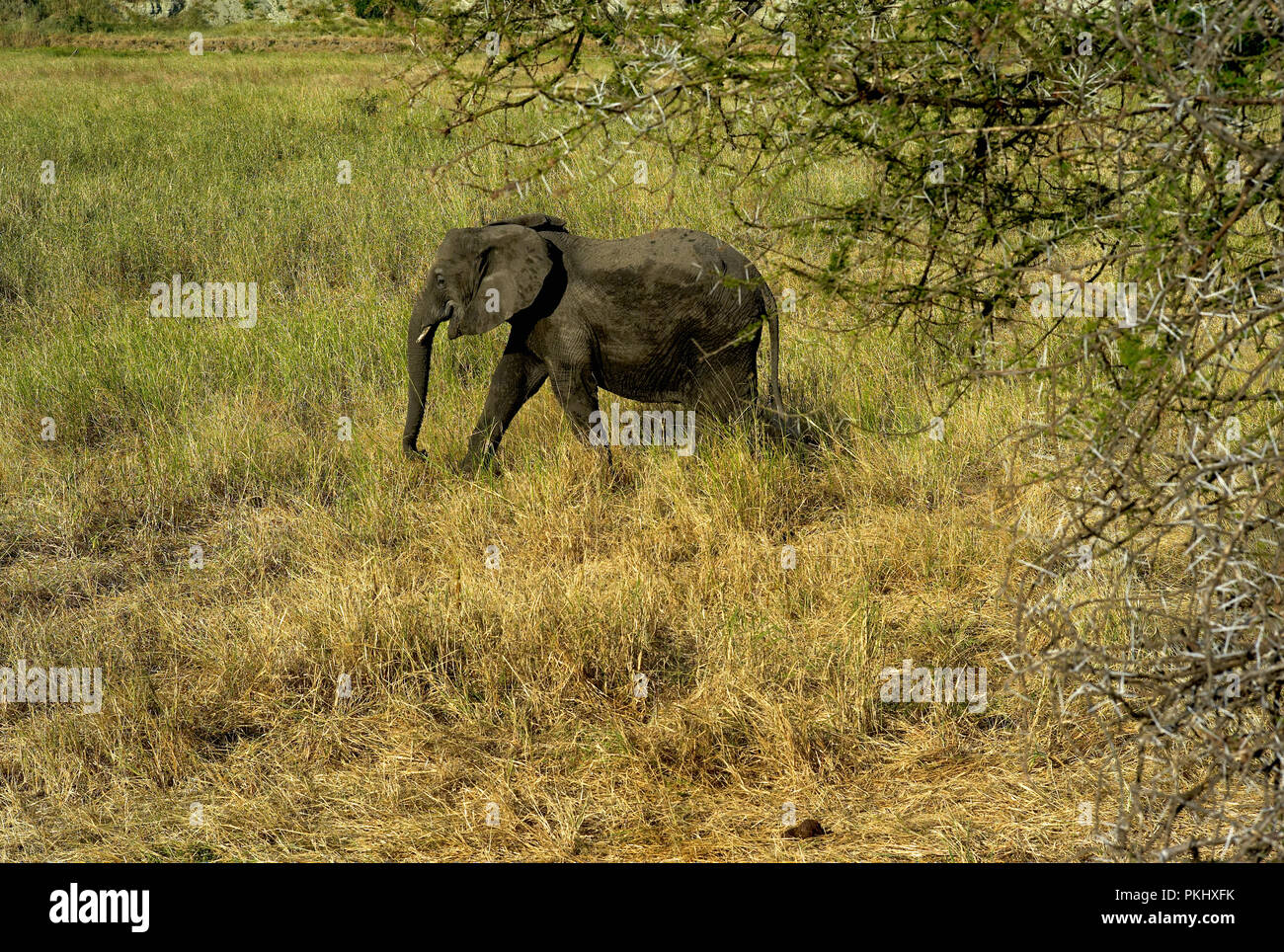 Tanzania elephant national park hi-res stock photography and images - Alamy