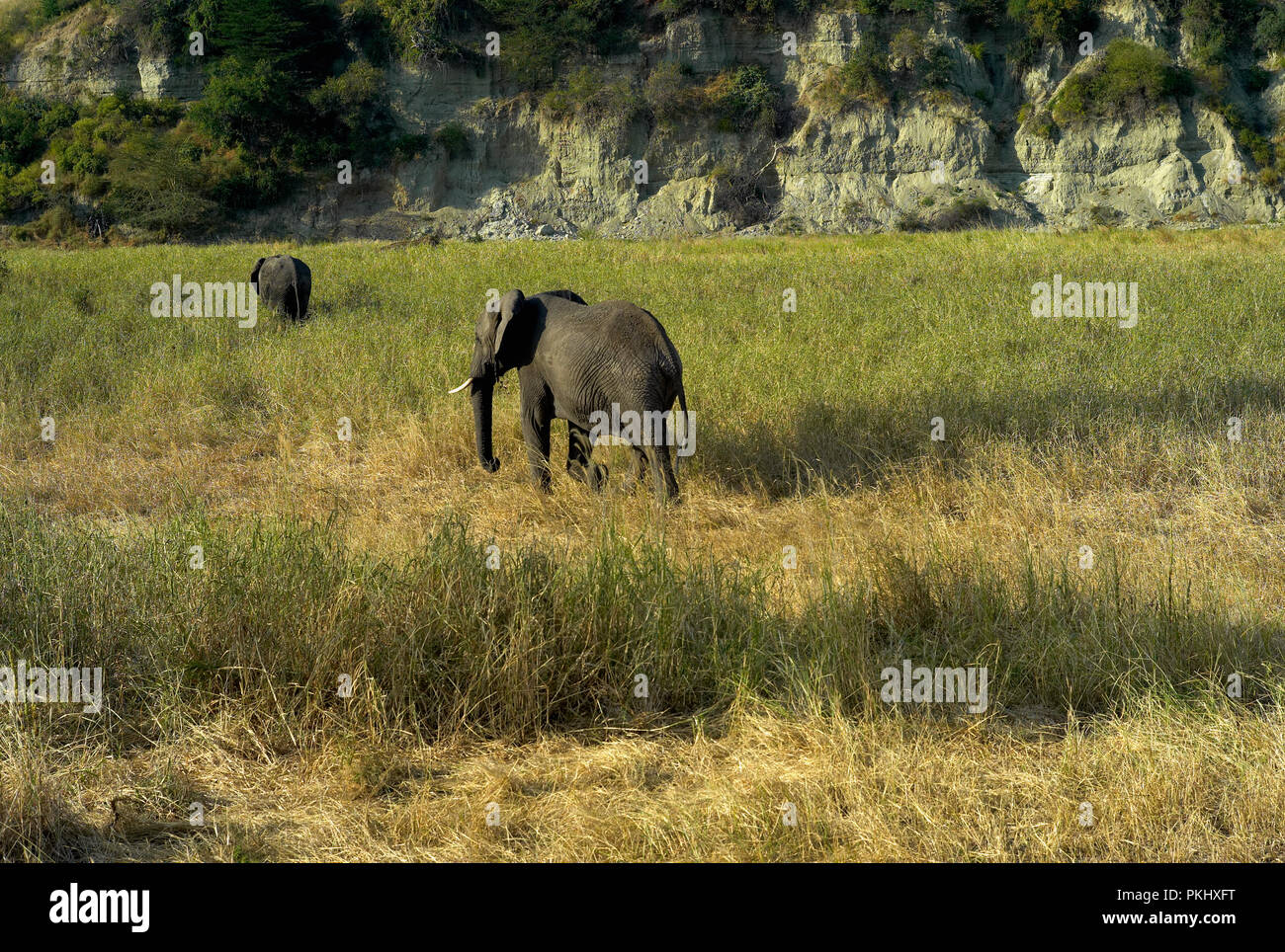 Tanzania elephant national park hi-res stock photography and images - Alamy