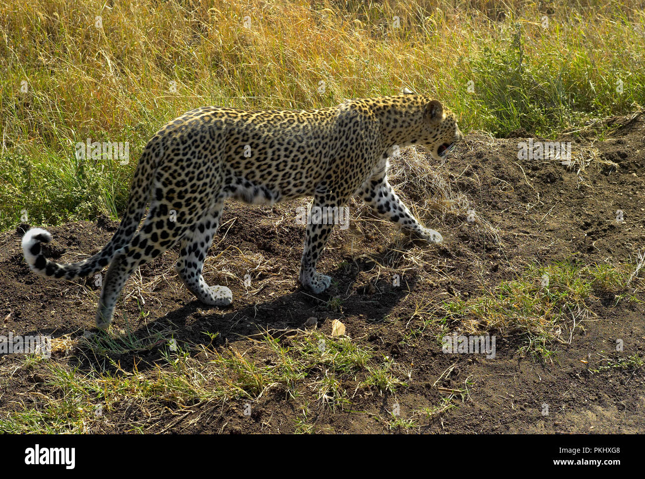 Leopard Walking Through Grassland in the Serengeti, Tanzania Stock ...