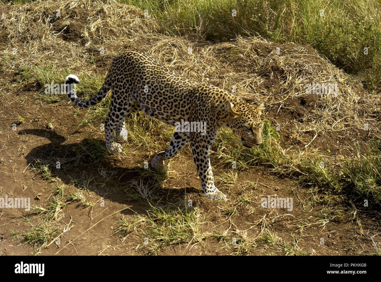Leopard Walking Through Grassland in the Serengeti, Tanzania Stock ...