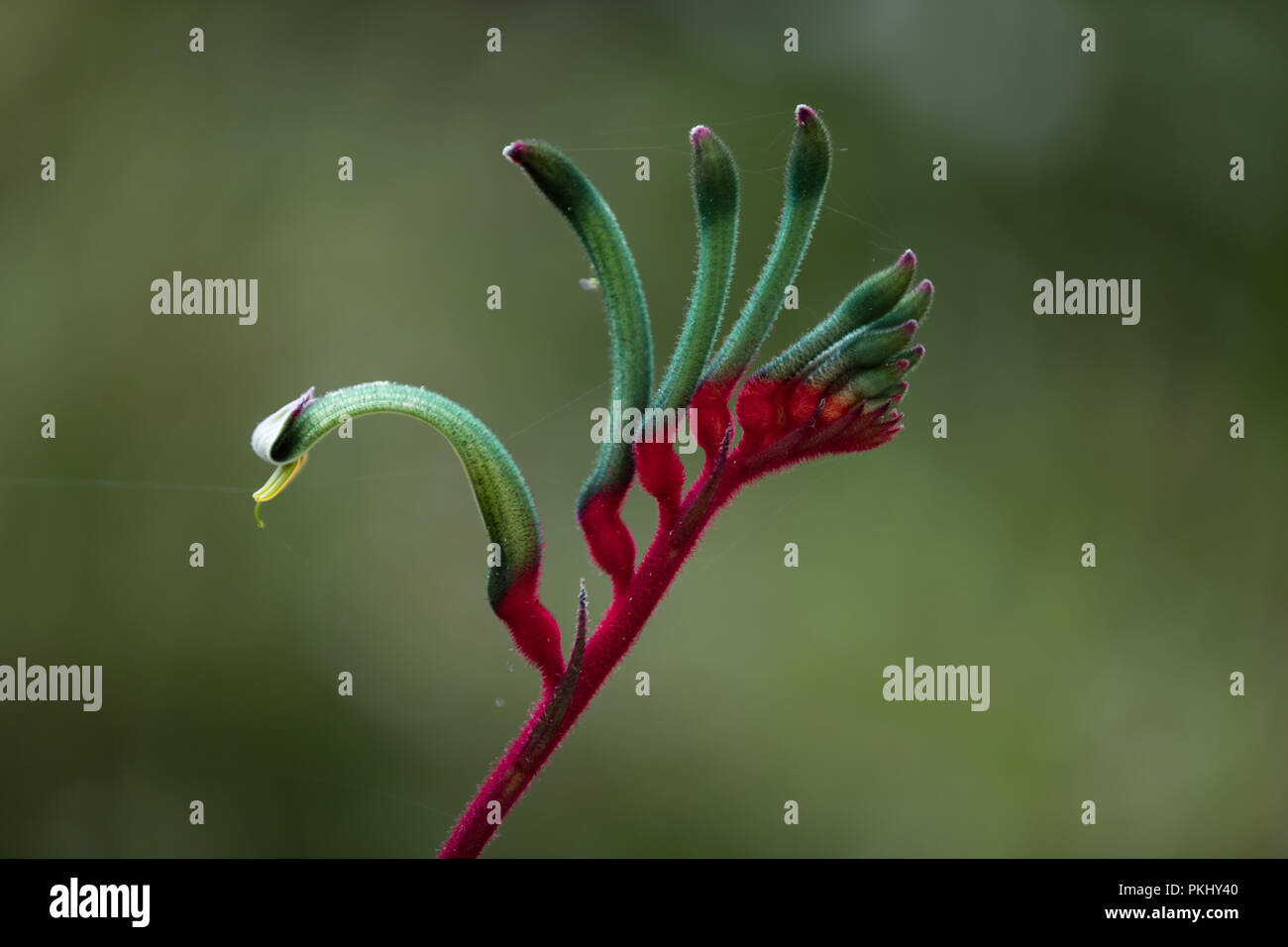 Anigozanthos Mangelsii wild flower during Spring in Perth Western ...